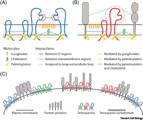 Tetraspanin Nanodomains Organize The Membrane In Different Ways A Download Scientific