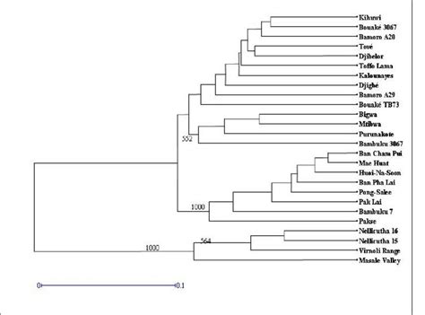 Upgma Cluster Analysis Showing The Relationships Among 26 Provenances