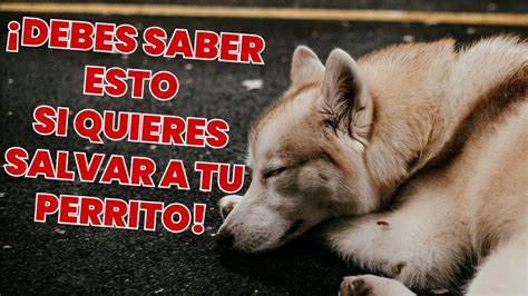 Consejos para prevenir el envenenamiento en tu mascota Mantén a tu