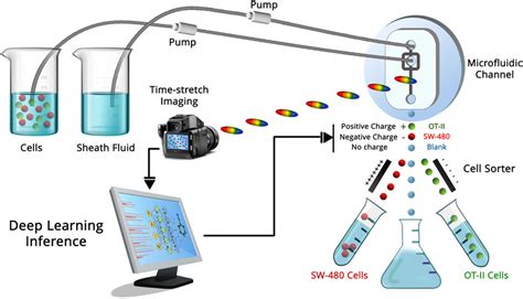 Overview Of The Application Of Deep Learning In Flow Cytometry Download Scientific Diagram
