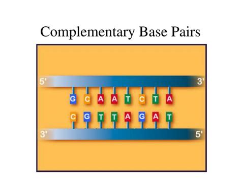 Ppt Dna The Genetic Material Powerpoint Presentation Free Download