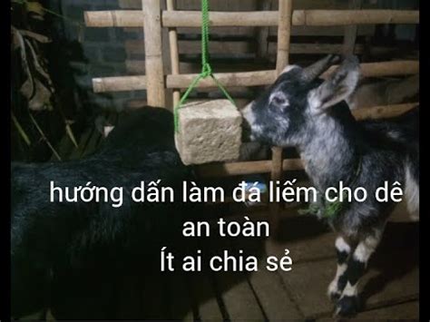 Cách làm đá liếm cho dê an toàn YouTube