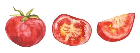 Premium Vector Watercolor Hand Drawn Tomato Set Slice Red Tomatoes On