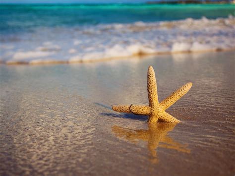 Wallpaper 1600x1200 Px Bokeh Fish Ocean Sea Sealife Starfish