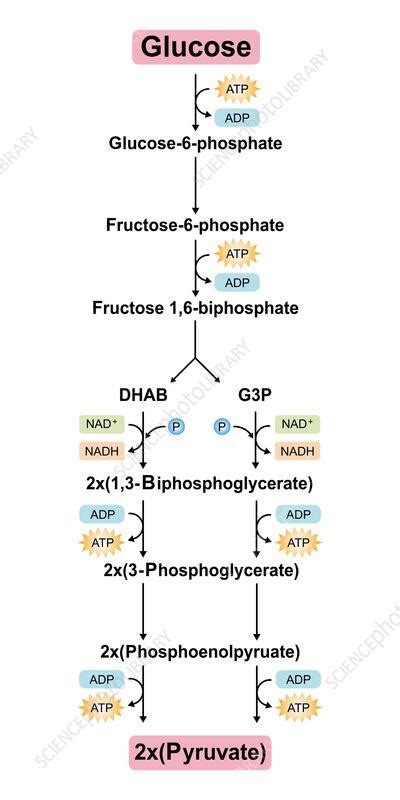 Glycolysis Illustration Stock Image F0419890 Science Photo Library