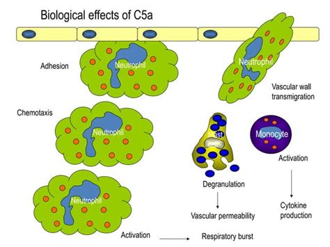Complement System Activation Of Immune System Ppt