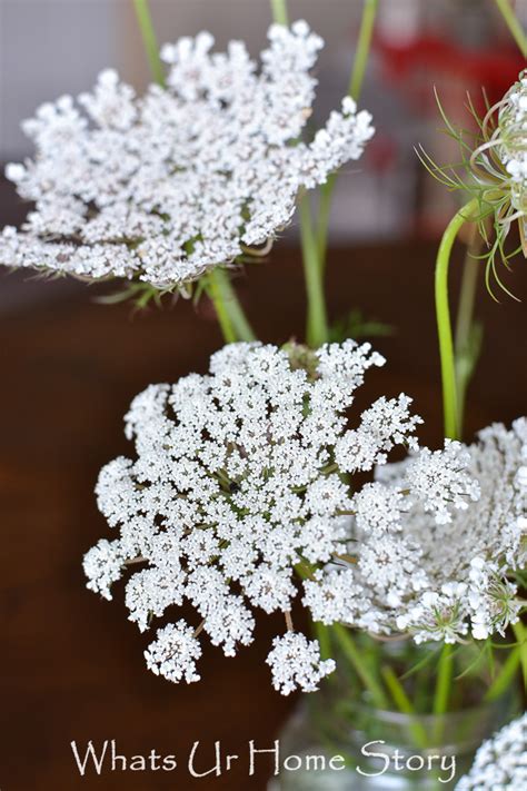 Flower Power Queen Annes Lace Whats Ur Home Story