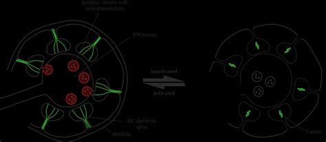 Schematic Drawing Of A Microglomerulus Of The Mushroom Body Calyx That
