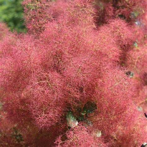 The Velvet Fog® Smokebush Cotinus Coggygria Proven Winners