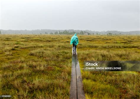 비가 오는 동안 젖은 나무 잔디 보그 이끼가 있는 전통적인 늪 지대 보초 안개 비오는 배경 위에 보행자 목조 인도교 가을에 대한 스톡 사진 및 기타 이미지 Istock
