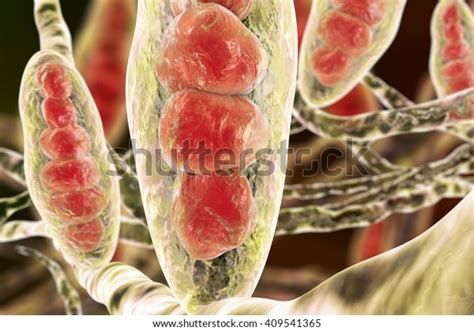 Fungus Trichophyton Mentagrophytes Macroconidia Multi Celled Bodies