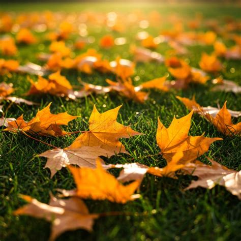 Golden Maple Leaves On Green Grass In Autumn Sunlight Stock