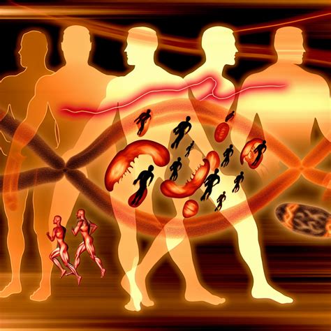 Mitochondrial Function For Men Sex Specific Bioenergetic Optimization