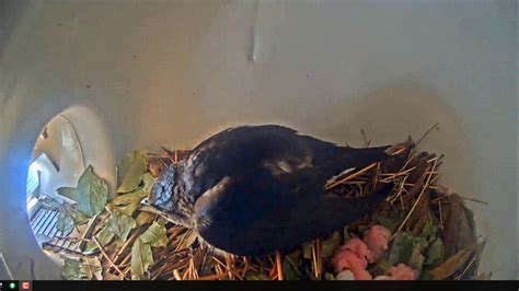 Purple Martins Youtube