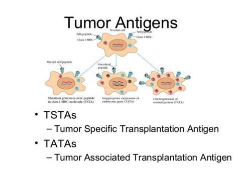 Tumor Antigen And Its Types Ppt