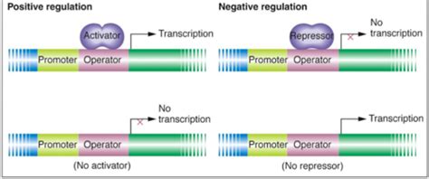 Biochemistry 430 Lecture 36 Prokaryotic Gene Expression Flashcards Quizlet