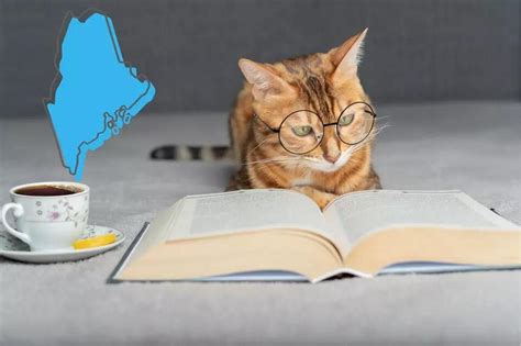 This Maine ‘cat Lab Wants To Know How Smart Your Cat Actually Is