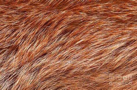 Red Fox Fur