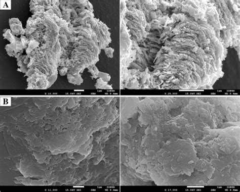 Sem Micrographs Of S Typhi On A 96 Well Polystyrene Pegs Surface Download Scientific Diagram