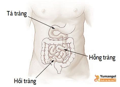 Hỗng Tràng Là Gìcó Chức Năng Gìthông Tin Cần Biết Về Hỗng Tràng