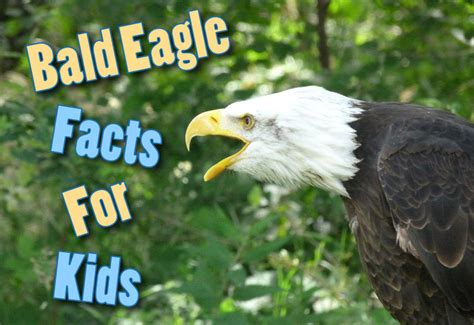 Facts About Bald Eagle 25 Bald Eagle Facts Azzu