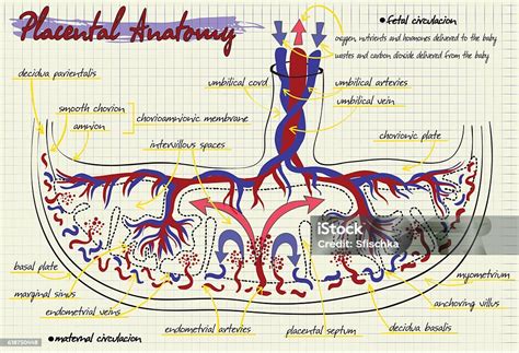Diagram Of The Structure Of Human Placenta Stock Illustration