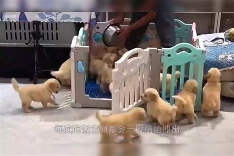男子养了22只小金毛 吃饭就像打仗一样 真担心把主人给吃穷了 主人 男子