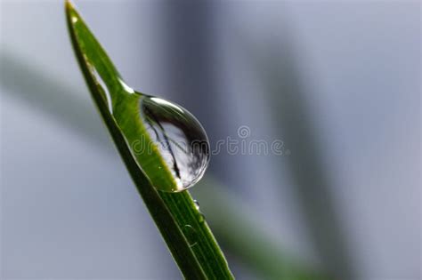 Water Drops On The Green Grass Morning Dew Watering Plants Drops Of