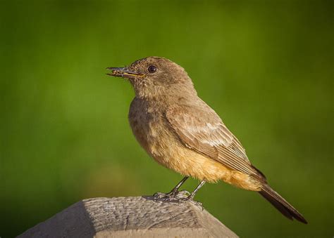 Troy Marcy Photography Says Phoebe With A Bee