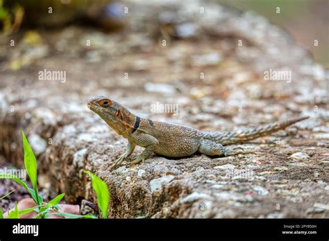 Cuviers Madagascar Swift Oplurus Cuvieri Tsingy De Bemaraha