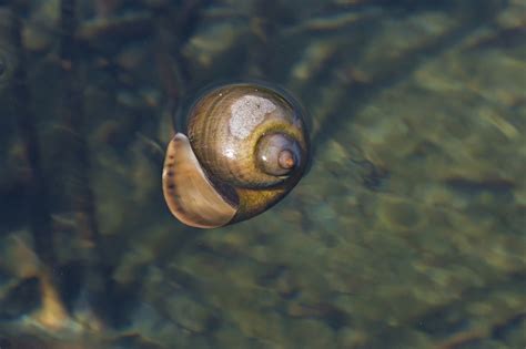 Invasive Snails Love Florida Heres Why Popular Science