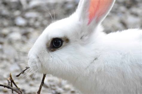 Can Rabbits Eat Raisins Complete Health Guide And Issues