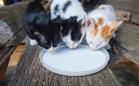 Los gatos pueden beber leche sí o no Wakyma