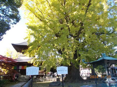 足利の鑁阿寺の大銀杏です黄葉が素晴らしい tj adventureのブログ
