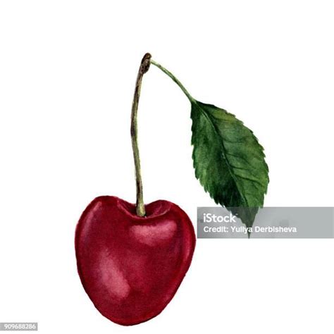 벚꽃 잎 수채화입니다 흰색 바탕에 그려진된 음식 그림을 손 디자인 섬유 및 배경 현실적인 식물 그림입니다 건강한 생활방식에 대한 스톡 벡터 아트 및 기타 이미지 Istock