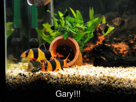 Ppt Programming Unrealscript Powerpoint Presentation Free Download Id3389682