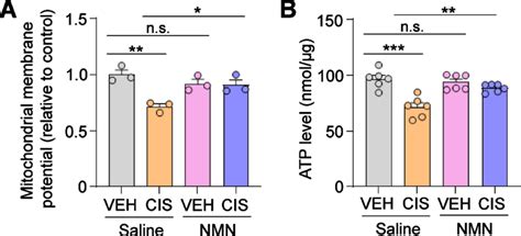 Nmn Prevents Cisplatin Induced Reductions In Mitochondrial Membrane