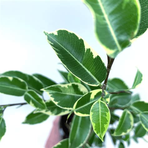 Ficus Benji Variegated Buy Indoor Plants Online The Plant