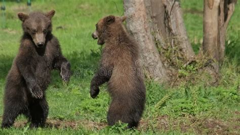 Two Brown Bear Cubs Playing Stock Video Video Of Lovely Little