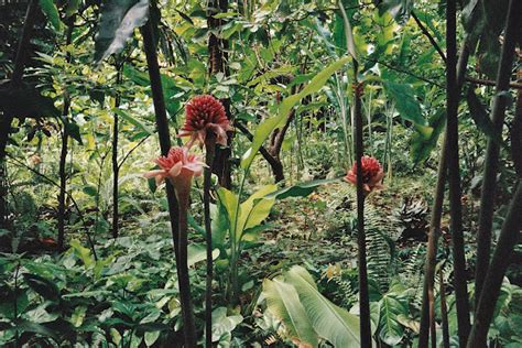 Torch Ginger Project Noah