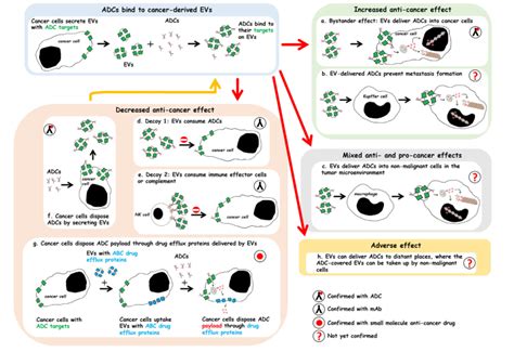 细胞外囊泡evs与adc的疗效和安全性 知乎