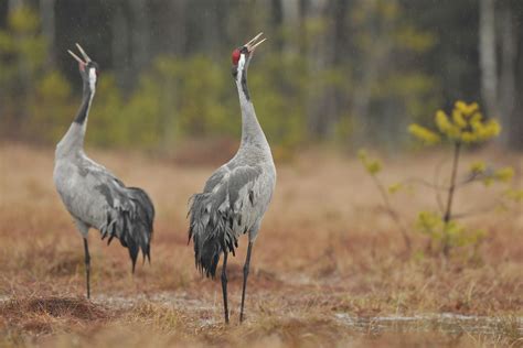 Jujuba Owoc Właściwości Witaminy I Wartości Odżywcze Jujuby
