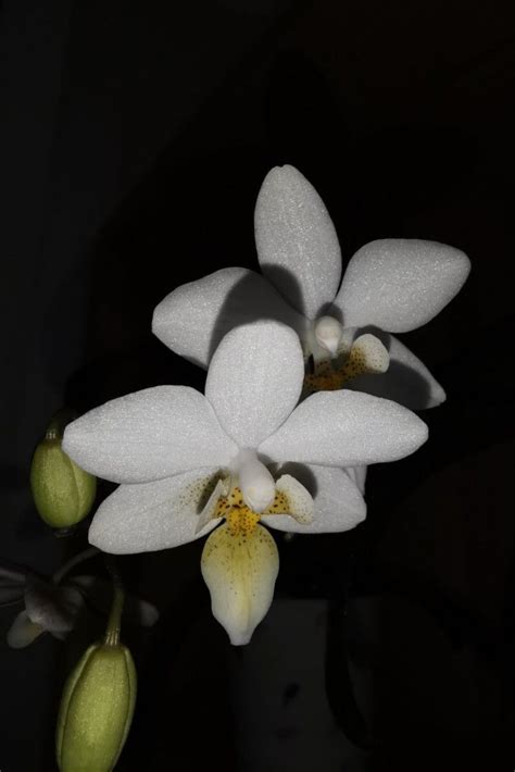 Phal Cassandra Beautiful Orchid For Your Home