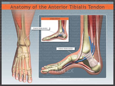 Anterior Tibial Tendon