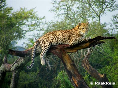 Raakreis Die Groot Vyf