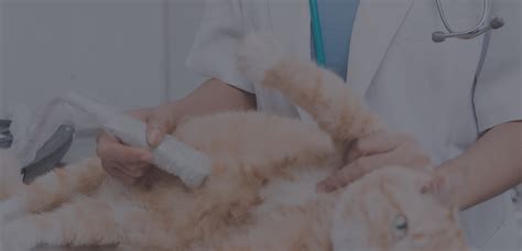 Ecógrafos Para Veterinaria Vinno Spain