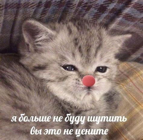 кот немного клоун Веселые мемы Смешные мемы Мемы
