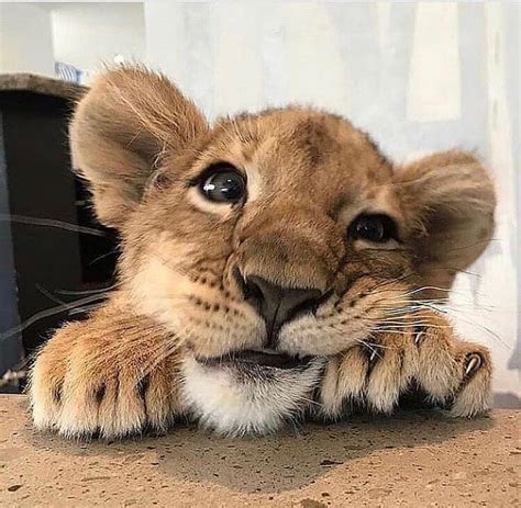 Unknown Cute Animals