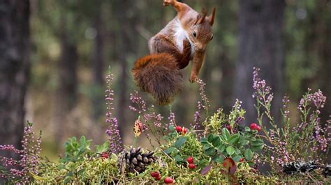 How Squirrels Learn To Leap And Land Without Falling Eurasia Review