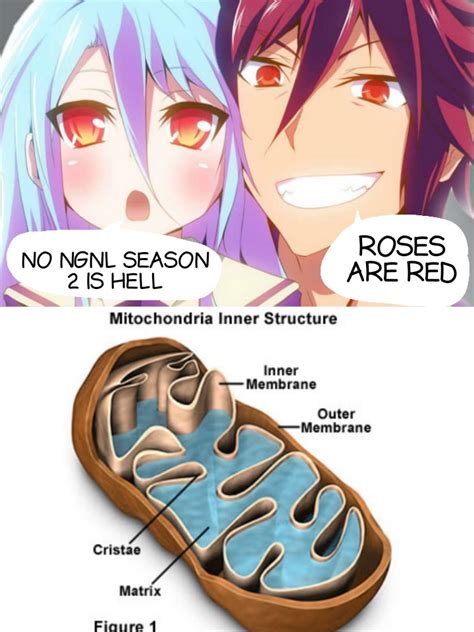 Big Brain Time R Animemes